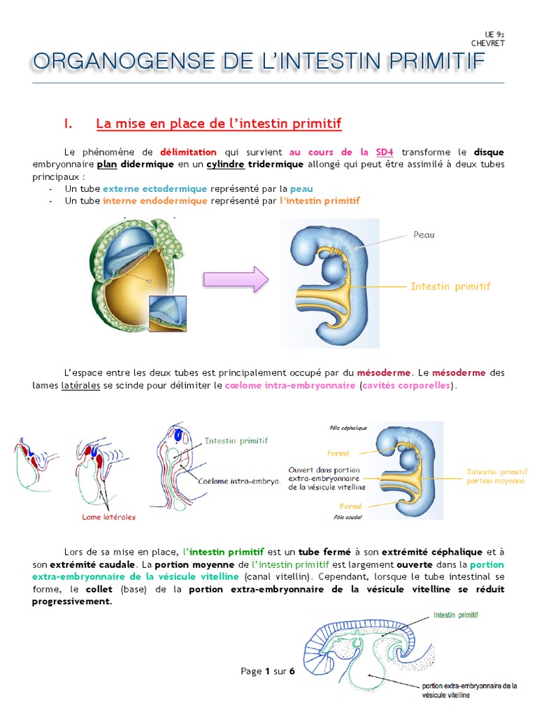 Organogenèse de l'intestin primitif | PDF | Foie | Pancréas