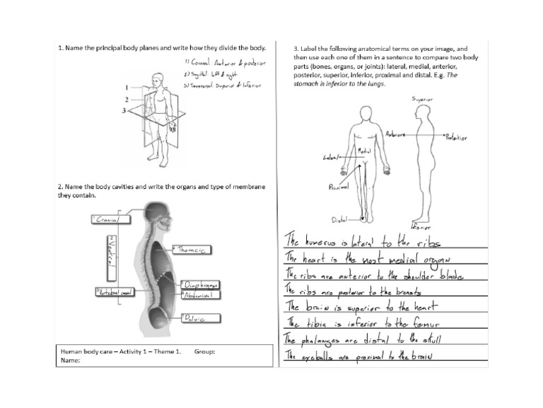 Human Body Care A1 | PDF