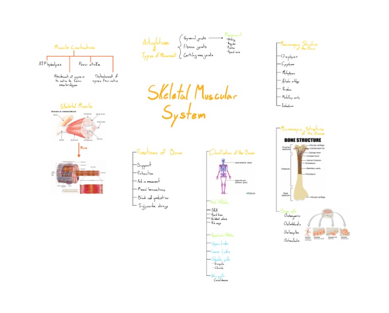 Human Body Care RP4 | PDF