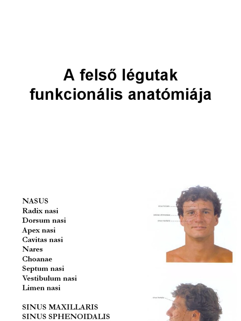 Anatómia Ea11 | PDF