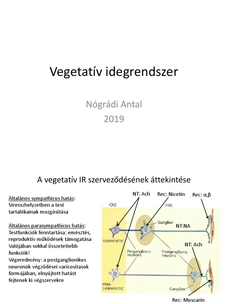 Anatómia Ea14 | PDF