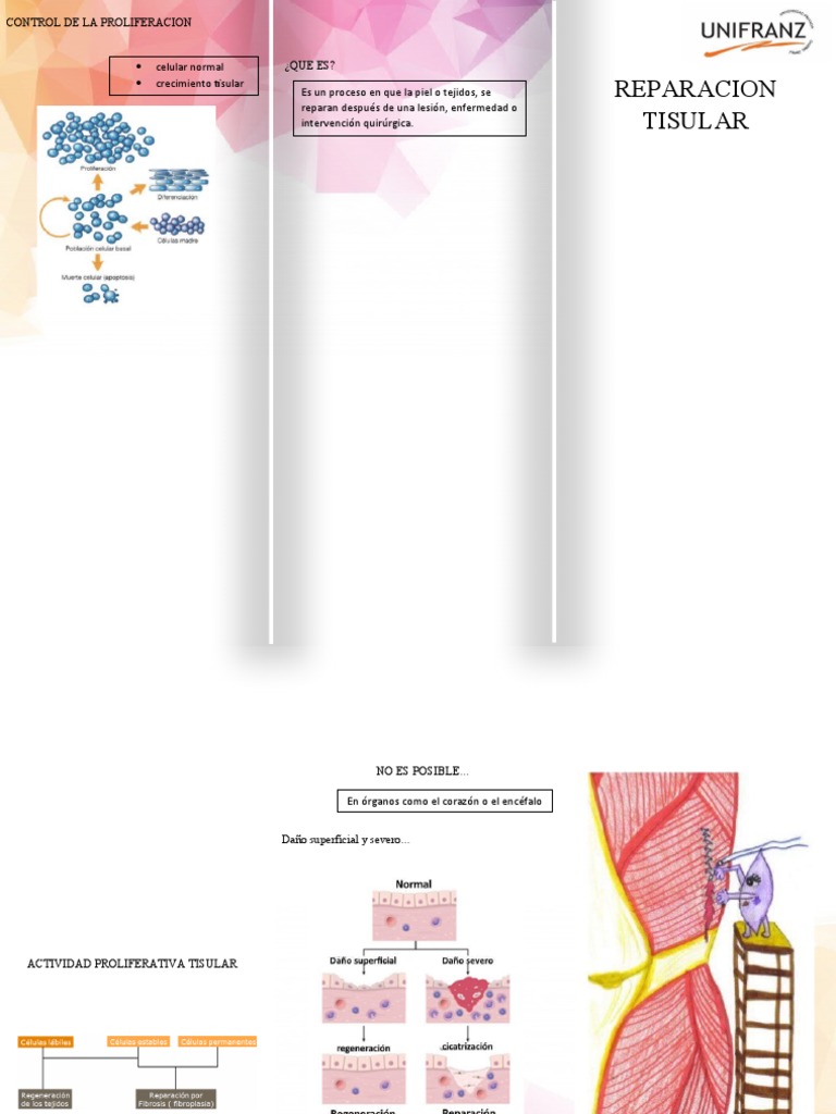 Triptico | PDF | Cicatrización de la herida | Especialidades Medicas