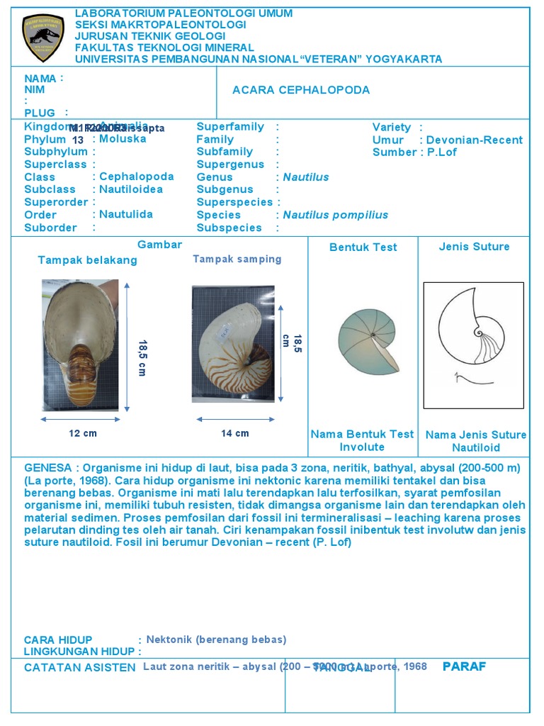 Deskrip Nautilis Pompilius | PDF