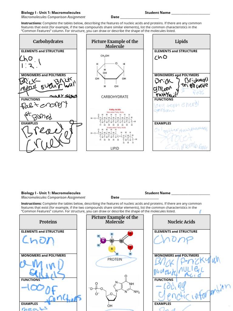 Biology 1 UNIT 1 Macromolecules Chart | PDF | Macromolecules ...