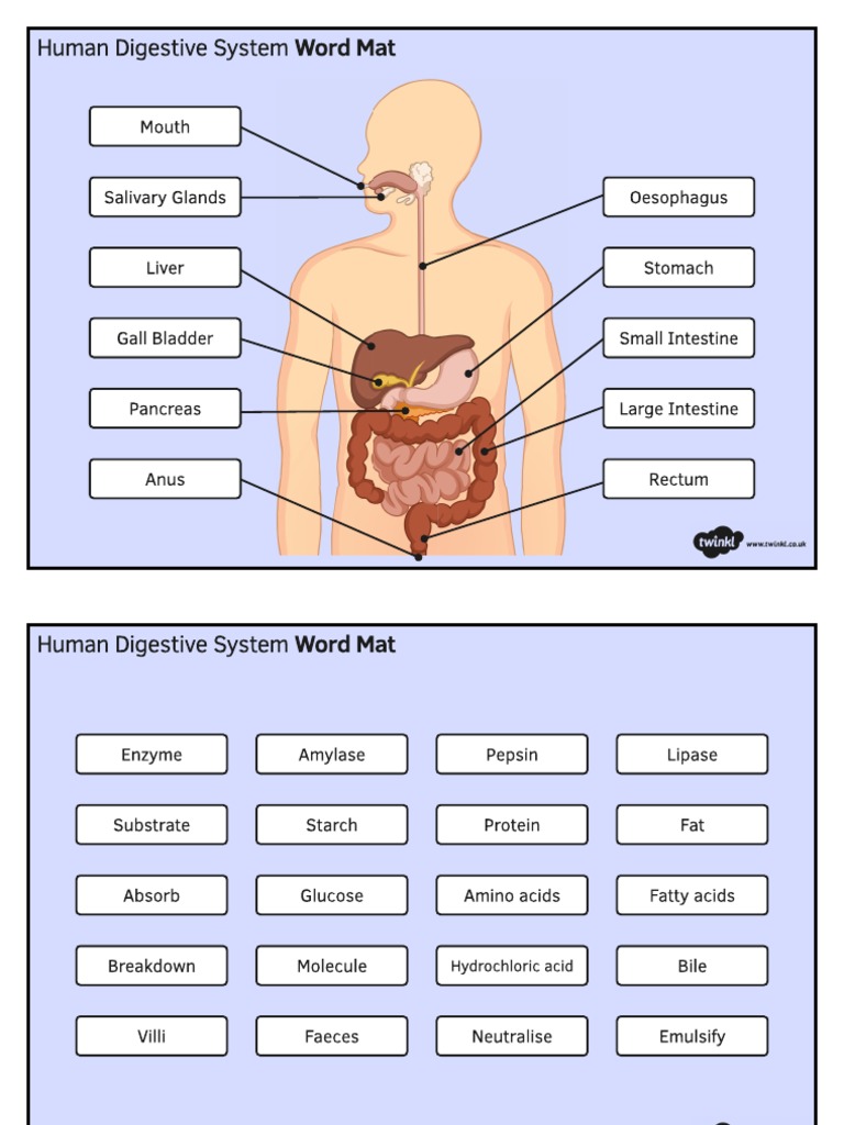 T3 SC 005 KS3 Science Digestive System Word Mat | PDF