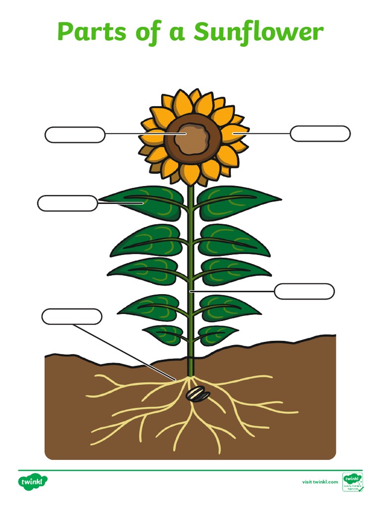 T TP 3127 Parts of A Sunflower Labelling Activity | PDF
