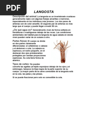 Anatomía De La Langosta Espinosa Langosta Espinosa Del Pacífico