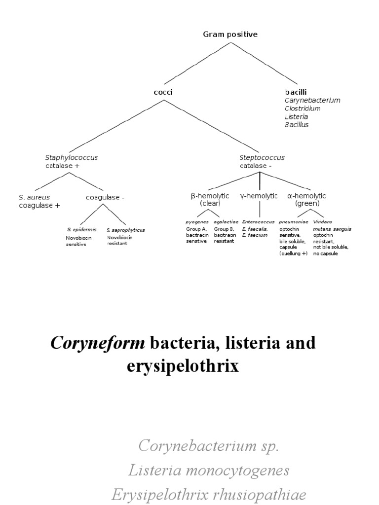 Coryneform | PDF | Infection | Gram Positive Bacteria