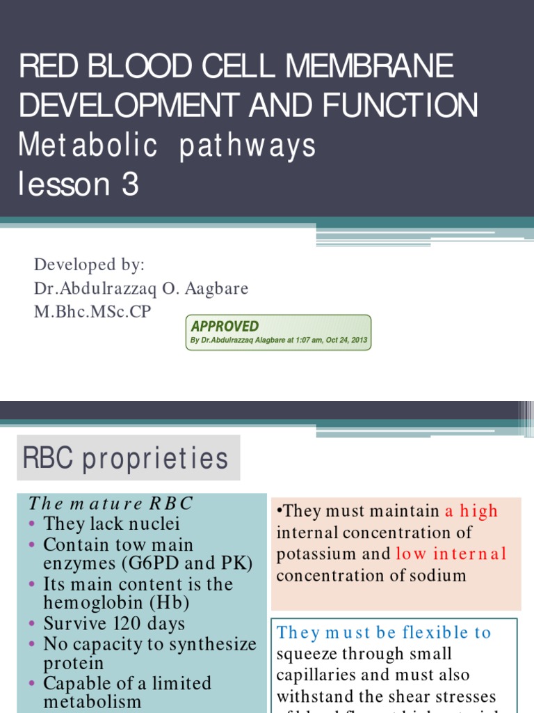 Lesson 3 Red Cell memebrane developing-Metabolic pathways | PDF | Cell ...