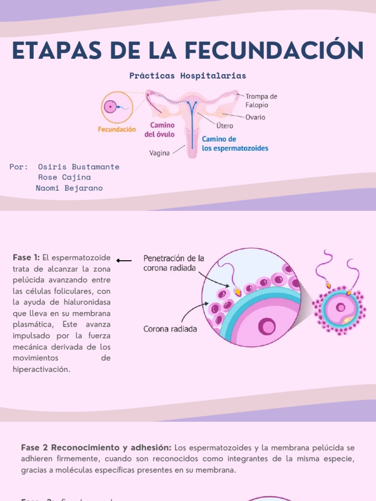 Etapas de La Fecundación | Descargar gratis PDF | Membrana celular ...