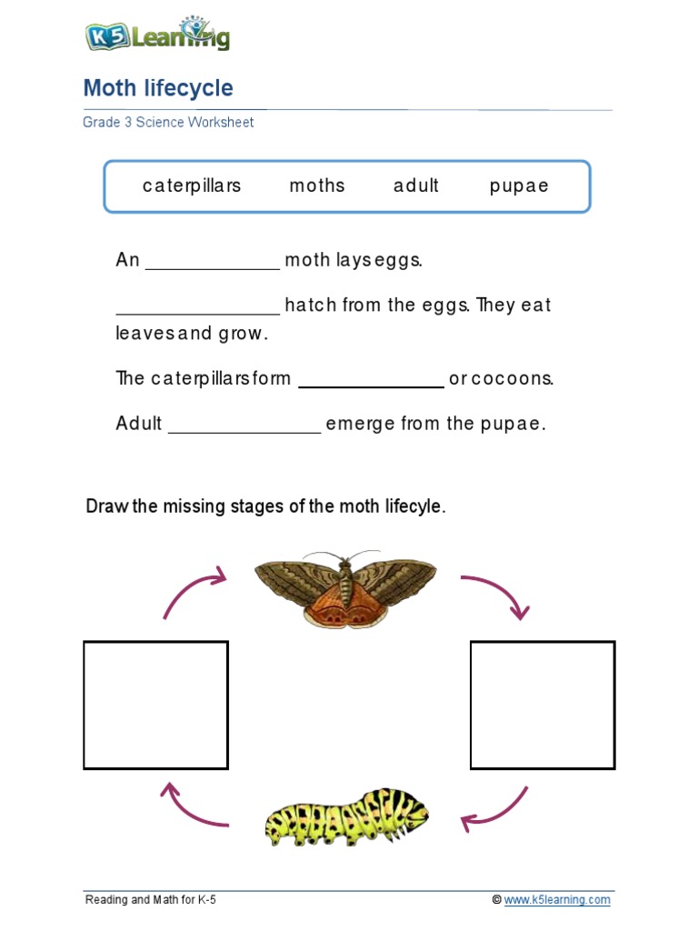 Grade 3 Animal Lifecycle A | PDF | Wellness