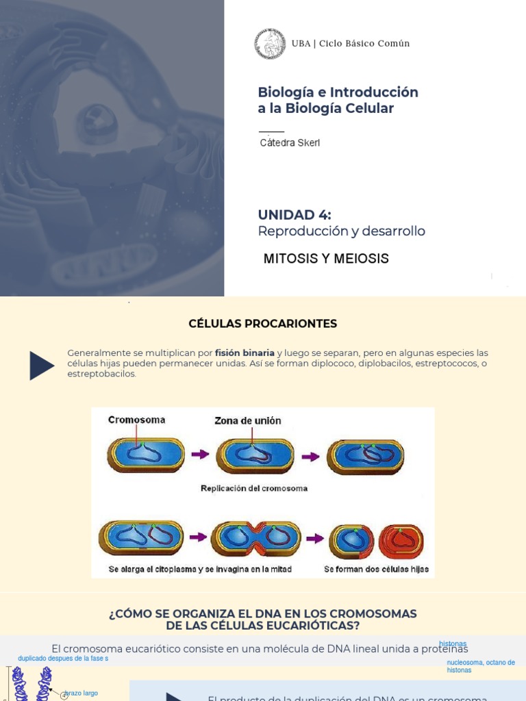 Clase 18 Editada | PDF | Mitosis | Mitosis