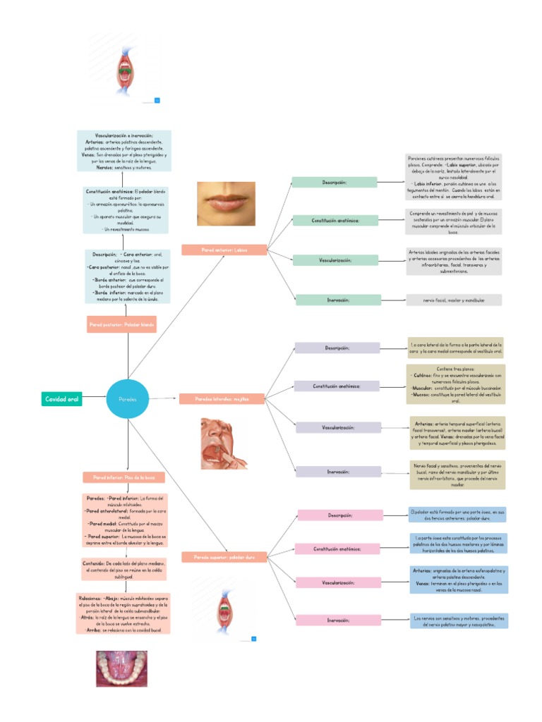Mapa Conceptual 11 | PDF | Lengua | Cara
