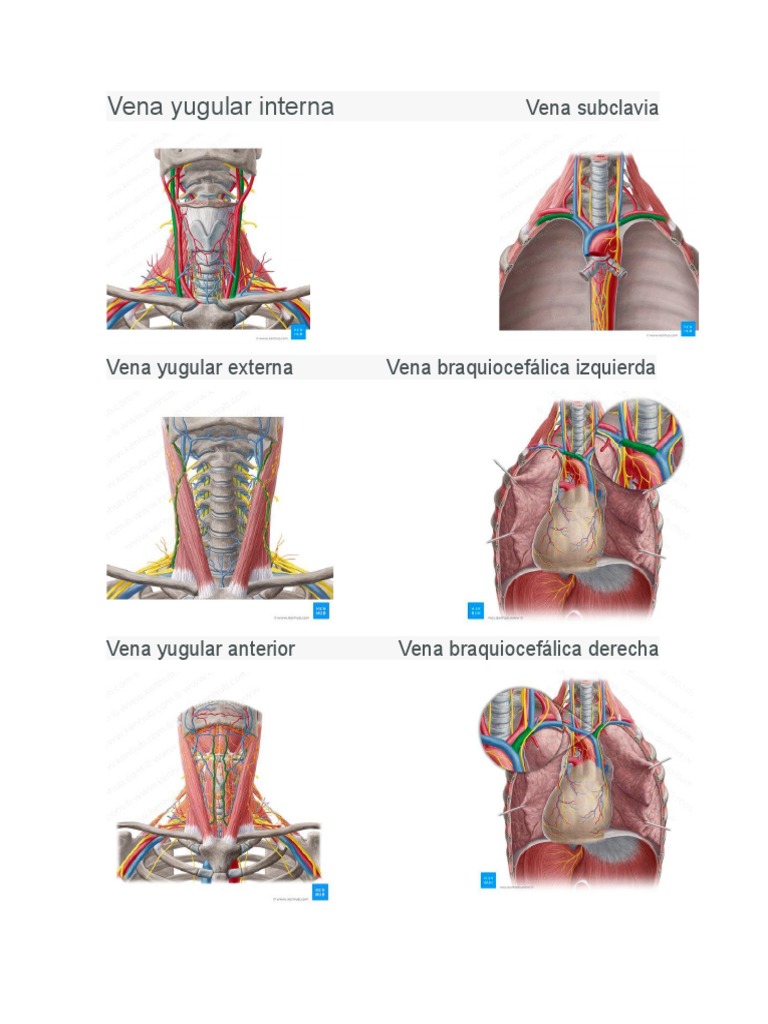 Venas Del Cuello PDF