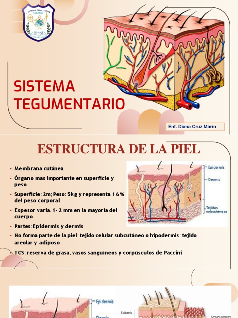 Sistema Tegumentario | PDF | Piel | Sistema tegumentario