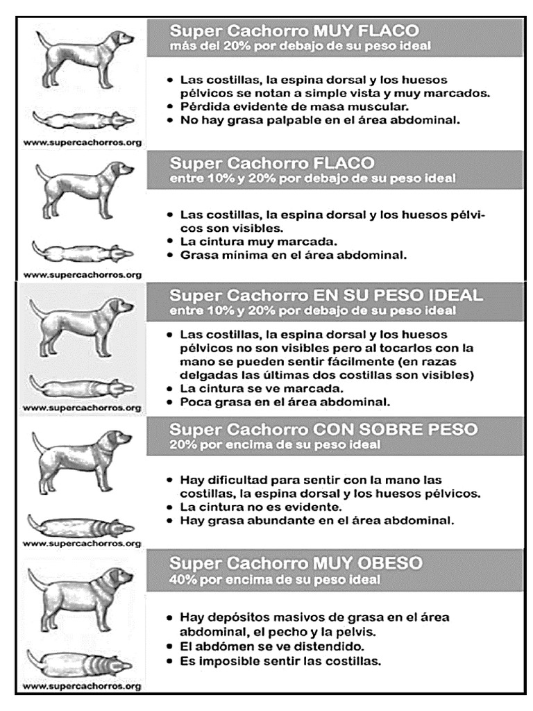 Peso Ideal y Condición de Cachorros | PDF