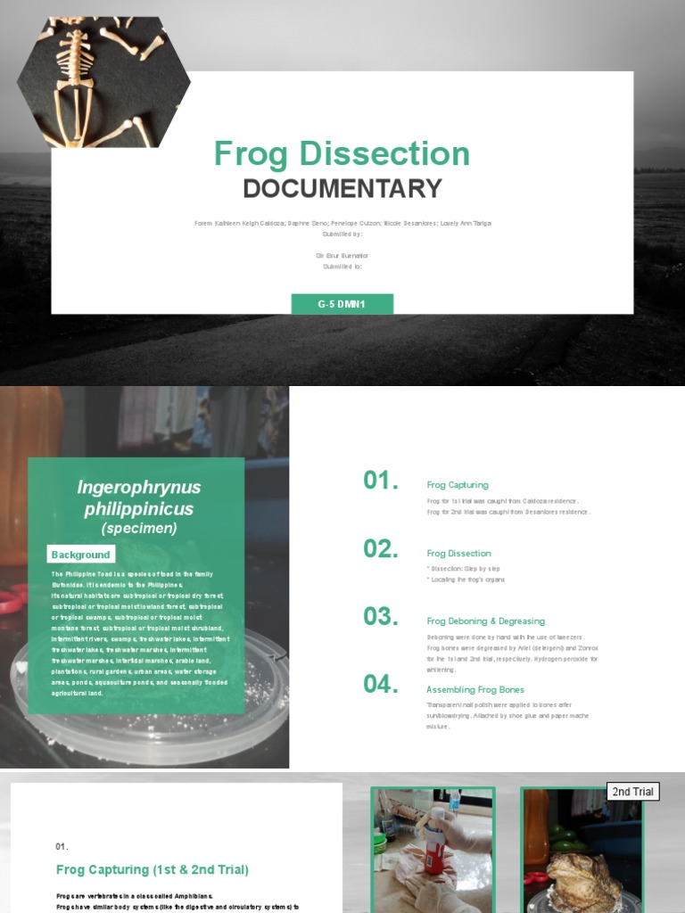 Frog Dissection Guide | PDF