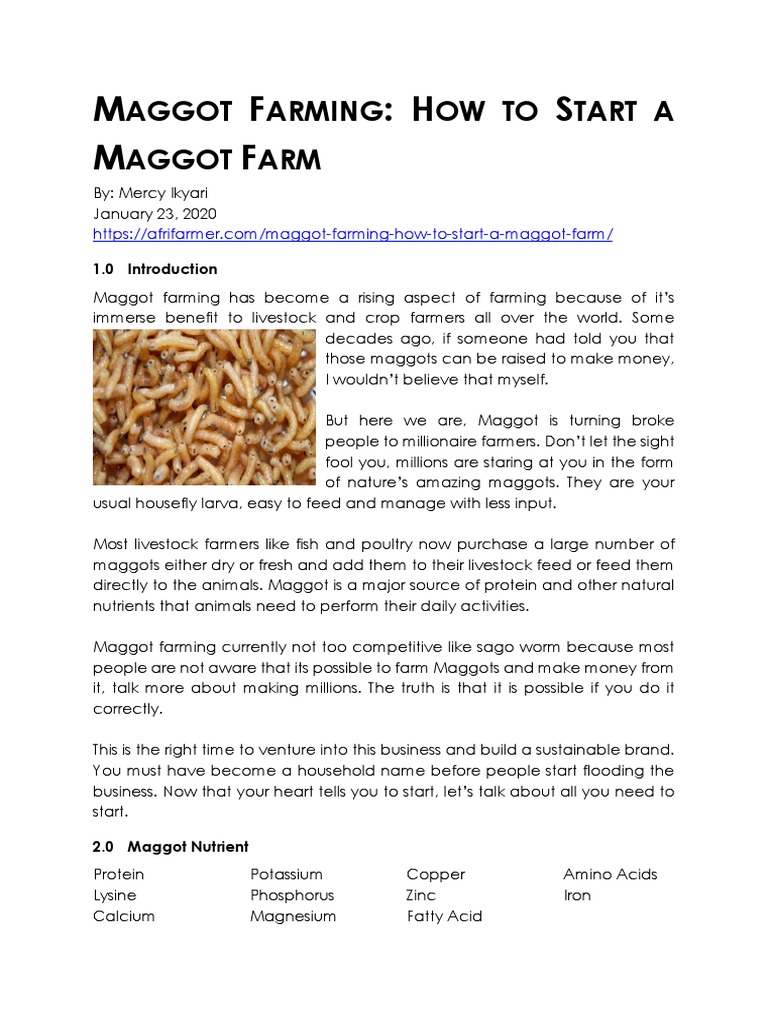 Maggot Farming | PDF | Fly | Agriculture
