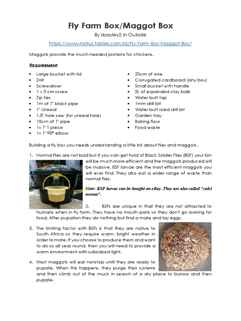 DIY Maggot Farming for Chickens | PDF | Fly