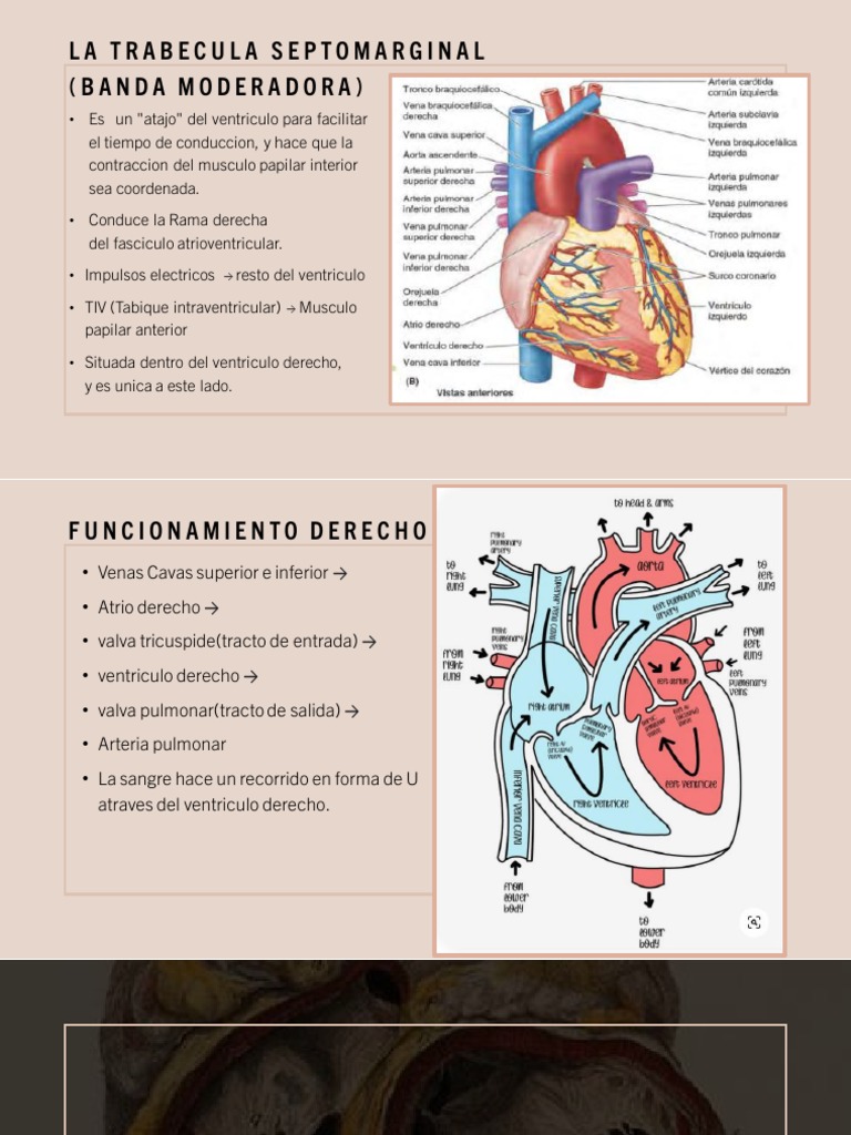 Ventriculos y auriculas derechas del corazon humano | PDF | Ventrículo ...