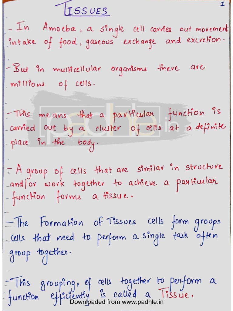 CH.6-Tissues - Notes | PDF