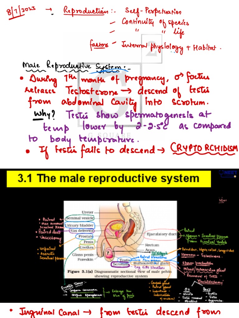 Human Reproduction by Garima Mam) | PDF | Menstrual Cycle | Sexual Anatomy
