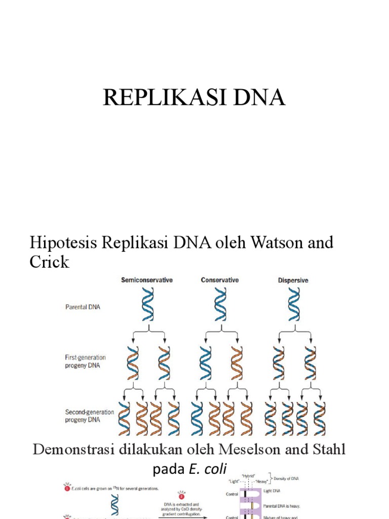 Proses Replikasi DNA dan Enzim Terkait | PDF