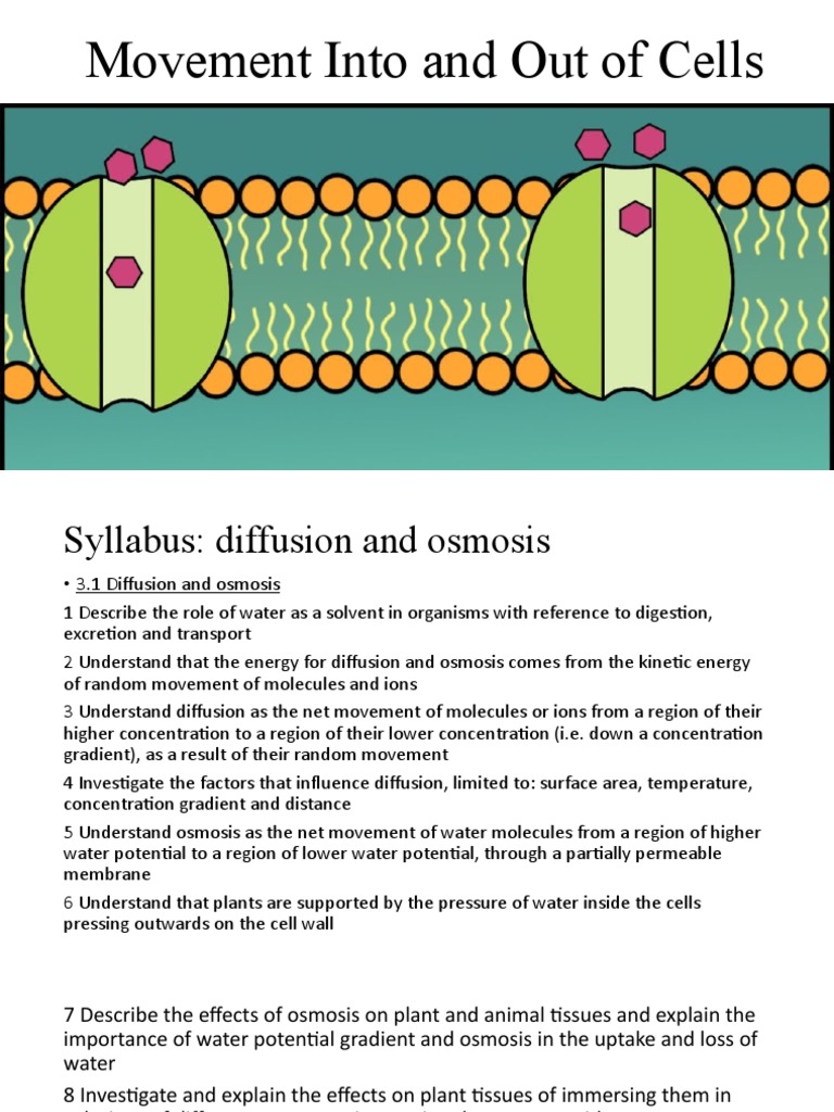 Movement Into and Out of Cells | PDF | Osmosis | Diffusion