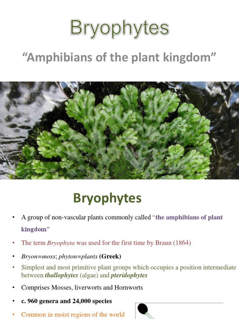 Bryophytes Introduction PDF IV | PDF Bryophytes Introduction PDF IV | PDF