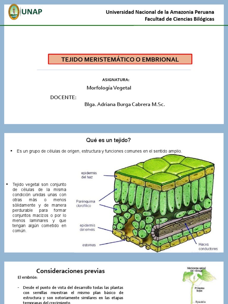 Esquema de Tejidos Meristemáticos | PDF | Tallo de la planta | Raíz