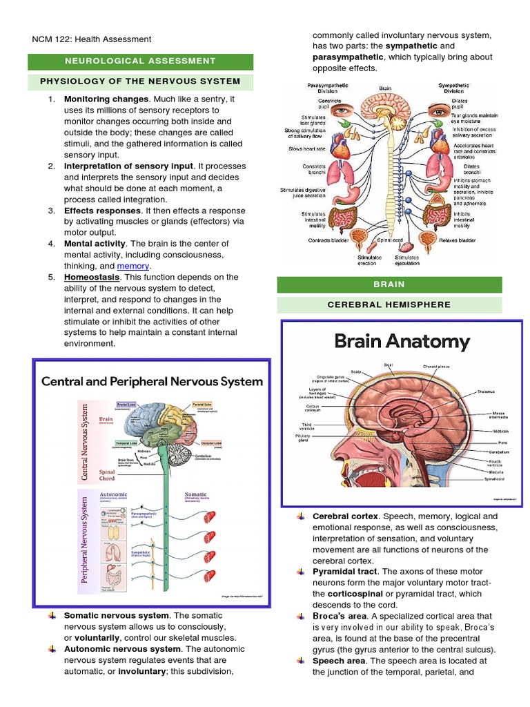 Neurological System Assessment Overview | PDF | Brainstem | Motor Neuron