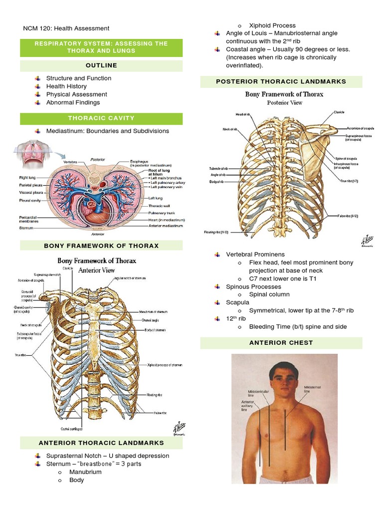 Thorax and Lungs Health Assessment | PDF | Lung | Thorax