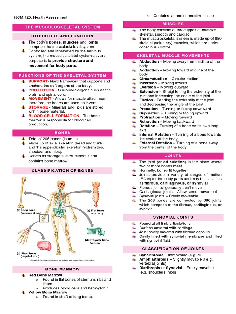 Musculoskeletal System. Assessing The Musculoskeletal | PDF ...