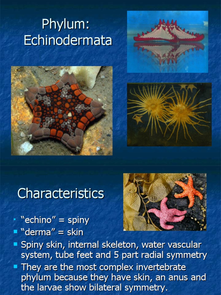 Echinoderm at A | PDF