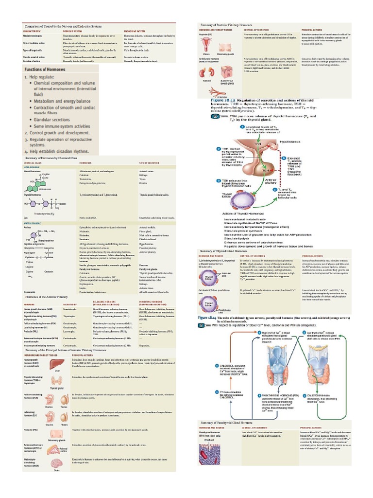 ENDOCRINE SYSTEM (Summary) | PDF ENDOCRINE SYSTEM (Summary) | PDF