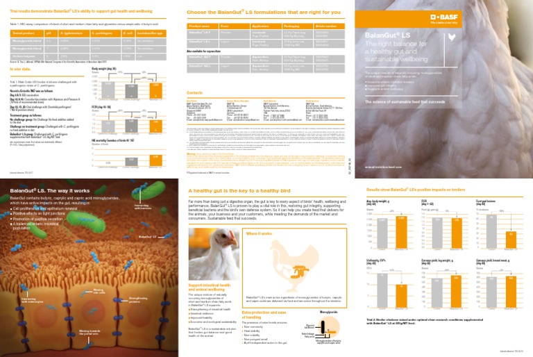 BASF Animal Nutrition Balangut Brochure Poultry | PDF | Private Law
