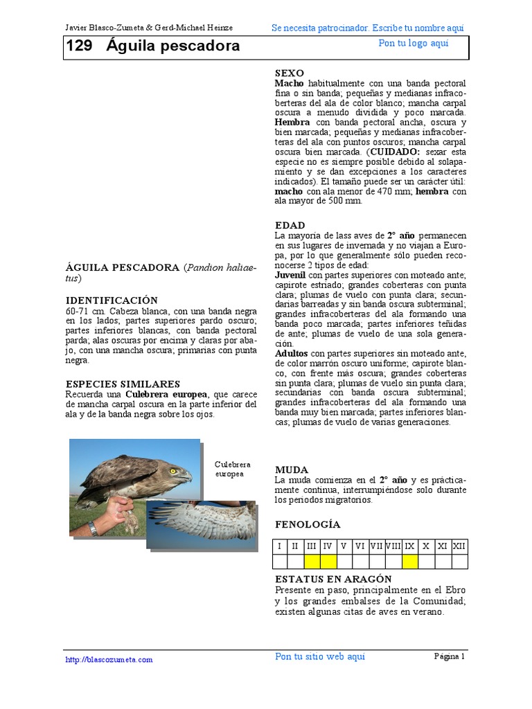 Águila Pescadora | PDF | Ala | Aves