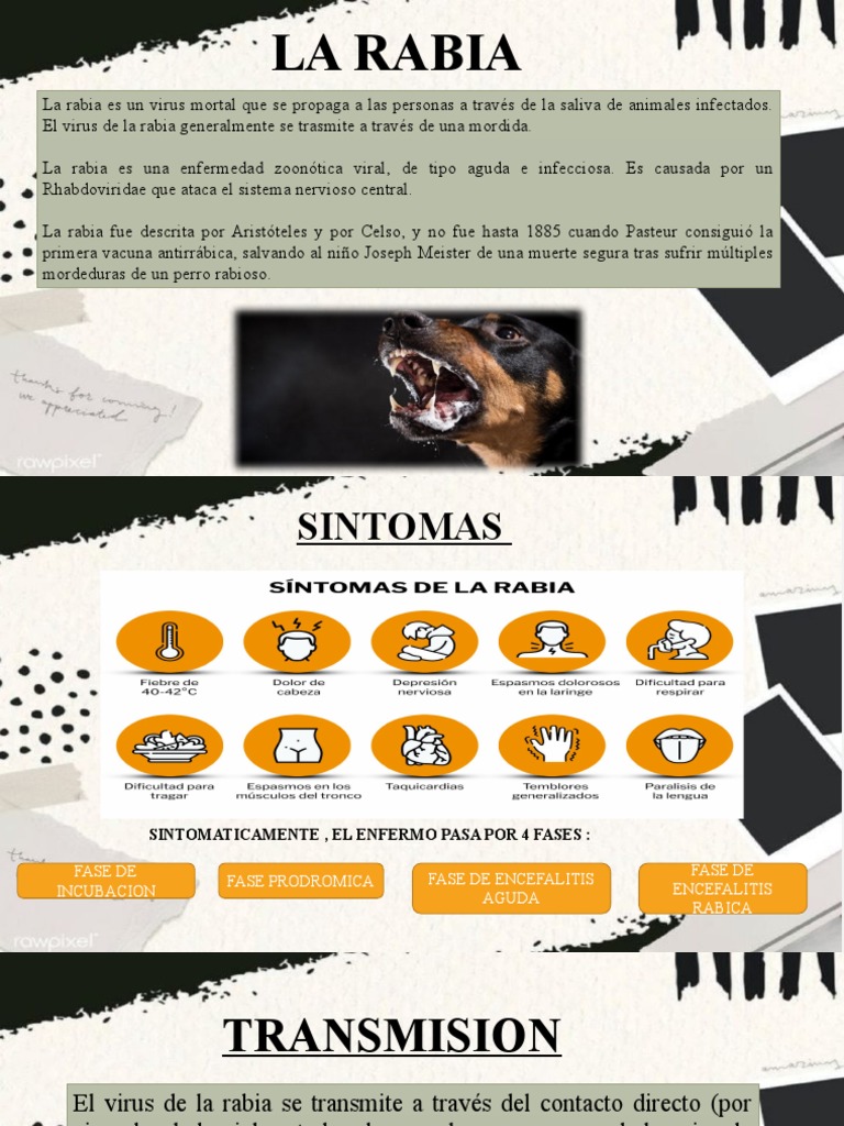 Rabia Leptospirosis | PDF