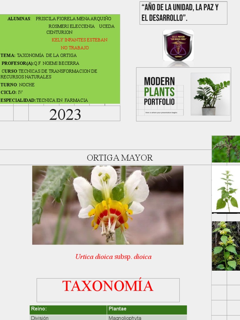 ORTIGA - TAXONOMIA Power Point | PDF | Ciencia y matemáticas