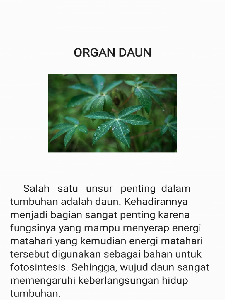 Organ Daun | PDF