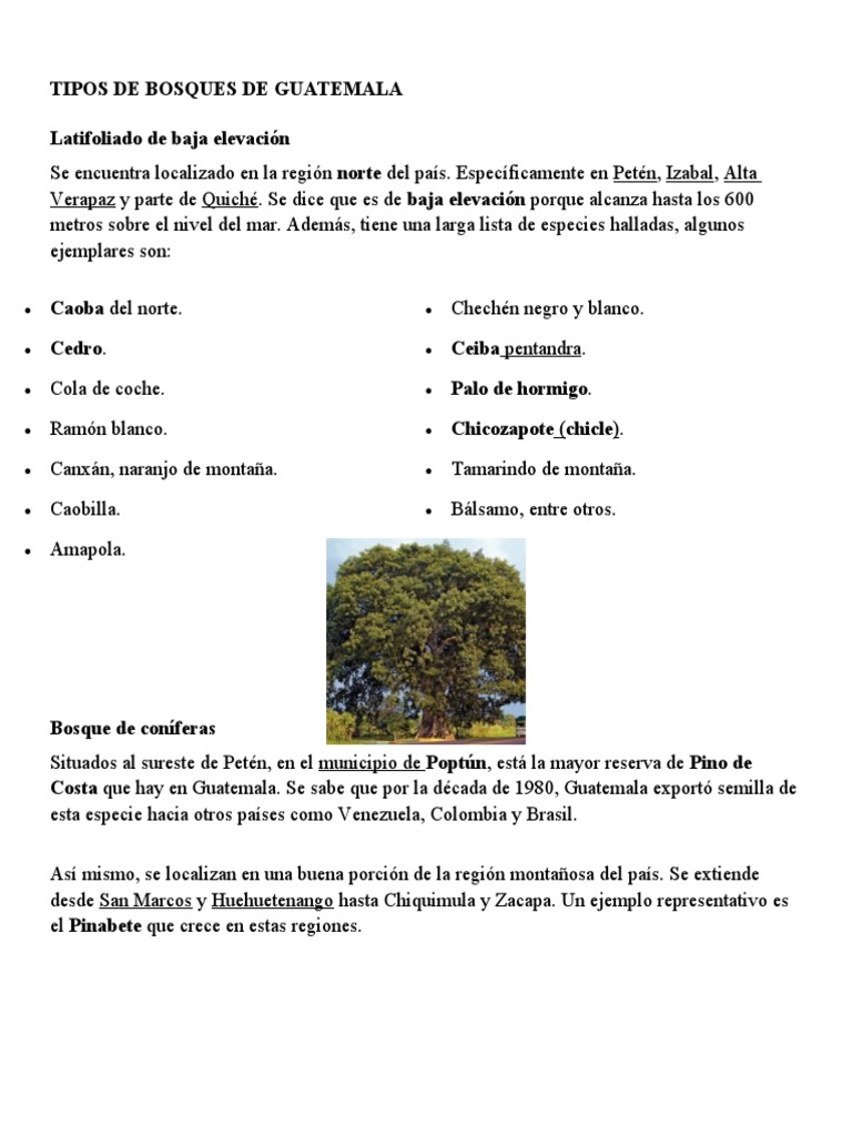 Tipos de Árboles en Bosques de Guatemala | PDF