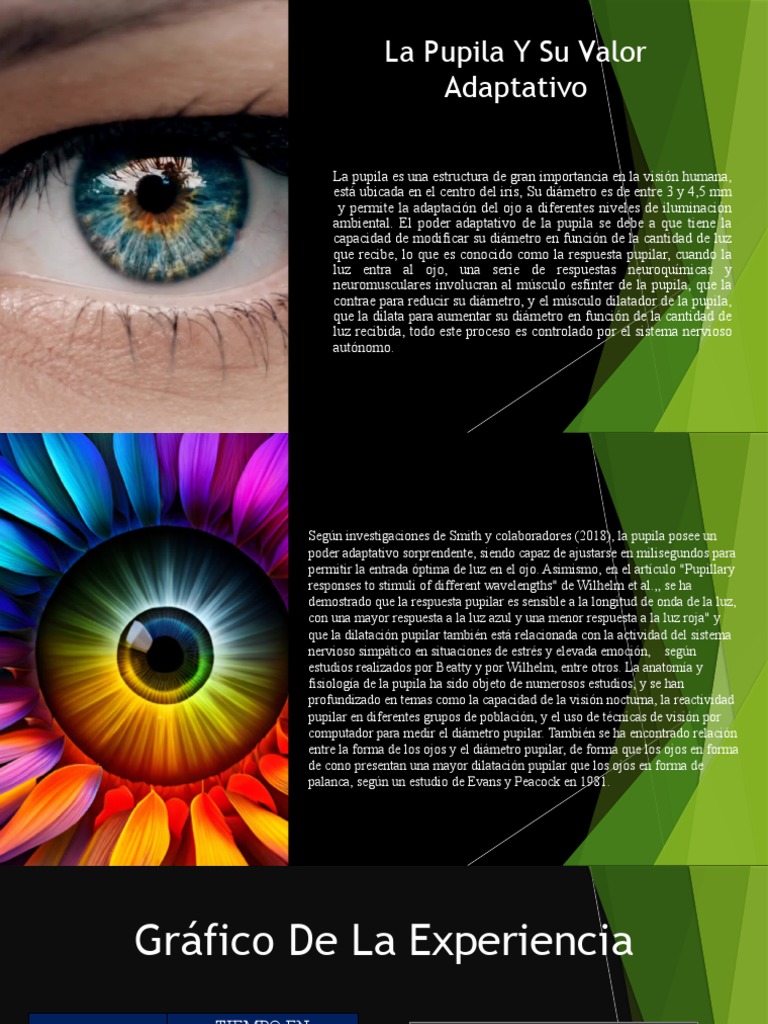 Valor Adaptativo de la Pupila | PDF | Ojo | Percepción visual