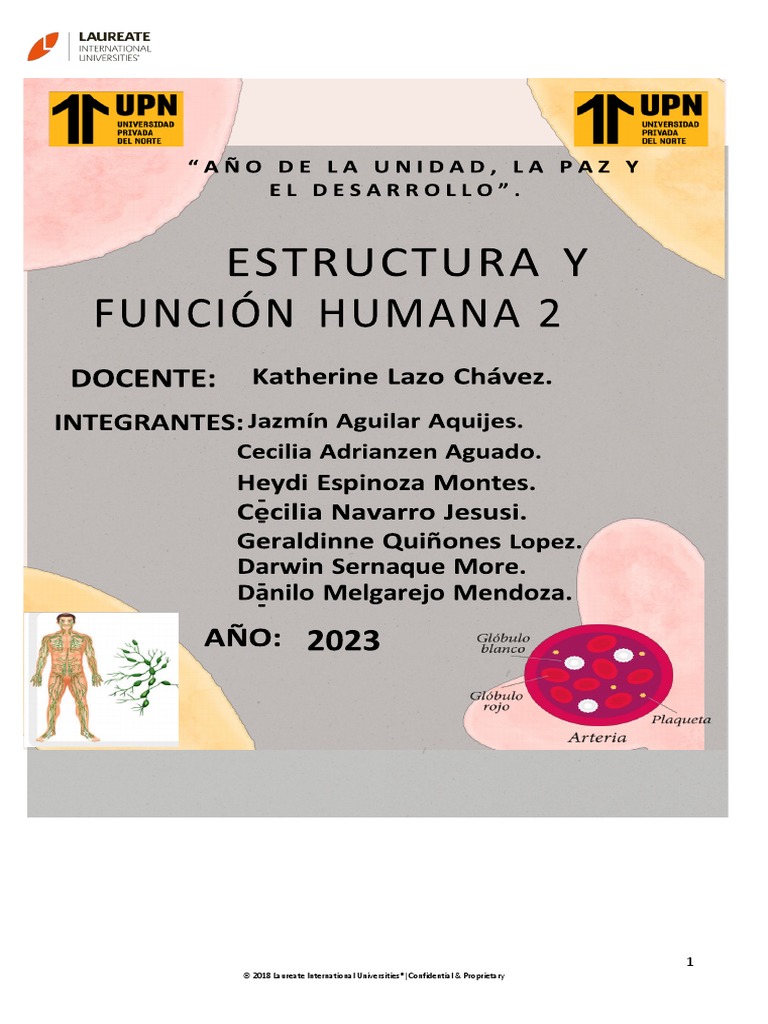 Informe. T1 Estructura y Funcion Humana 2 | PDF | Sistema inmune | Sistema linfático