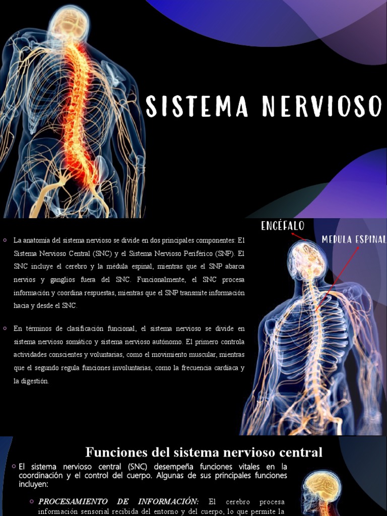 Sistema Nervioso Expo | PDF | Sinapsis | Neurona
