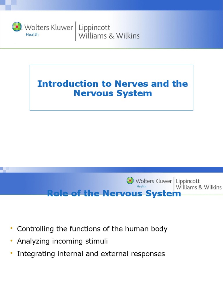 Chapter 19 Introduction To Nerves and The Nervous System | PDF | Nervous System | Axon