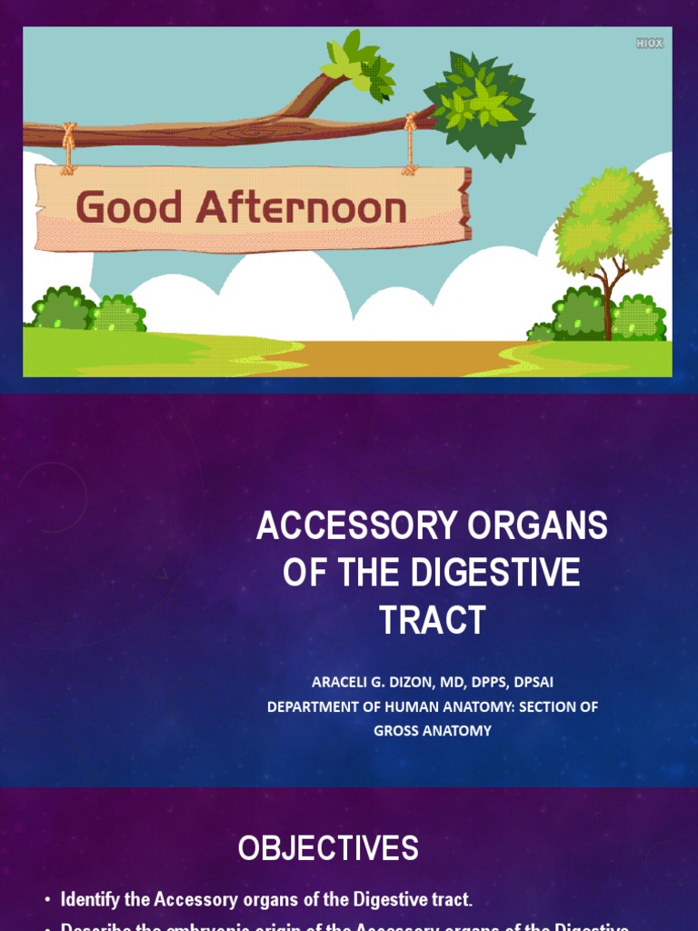 Accessory Organs of the Digestive System | PDF | Pancreas | Tongue