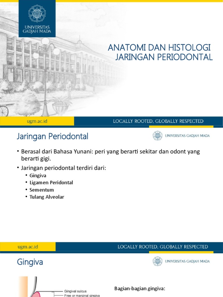 Anatomi Dan Histologi Jar Periodontal | PDF | Kajian Bahasa Asing | Kesehatan Holistik