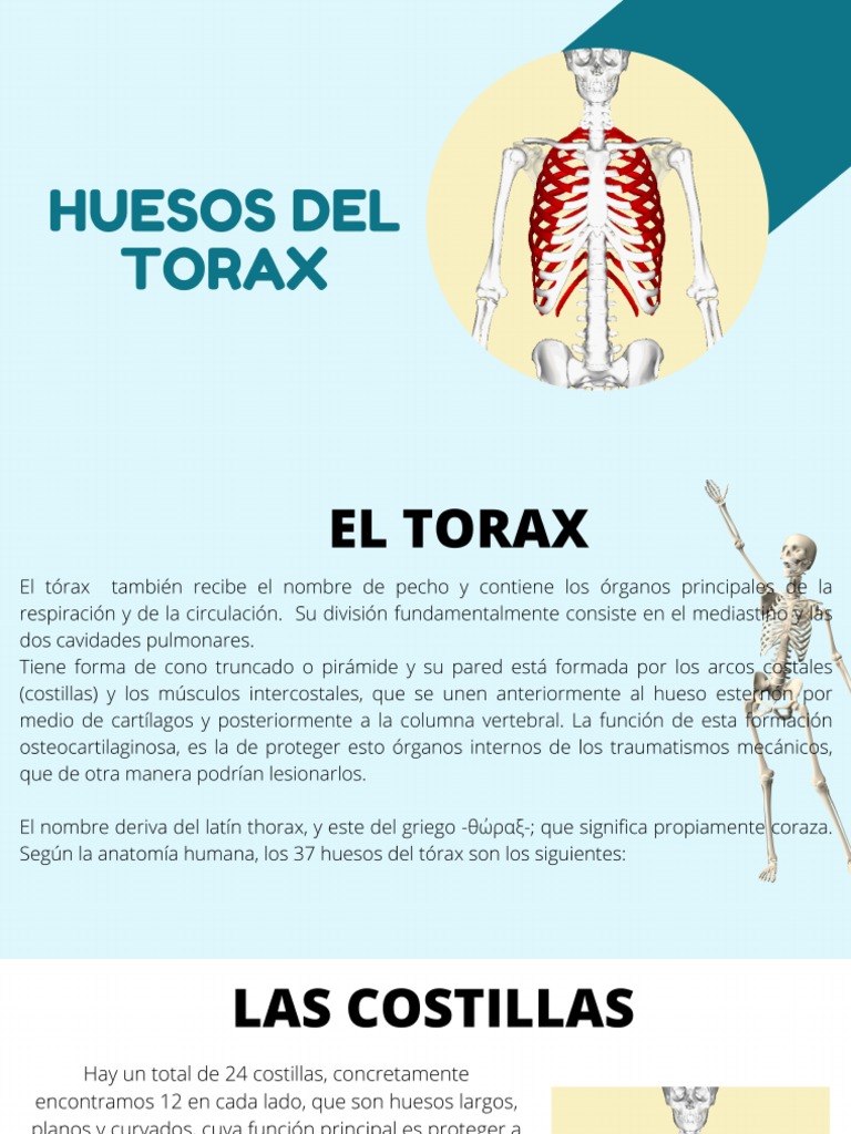 huesos del torax | PDF