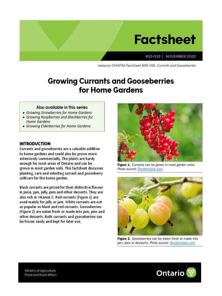 Omafra Growing Currants and Gooseberries For Home Gardens 22 033 en ...