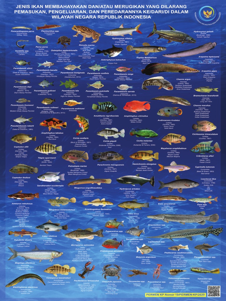 Poster Ikan Invasif A3 | PDF